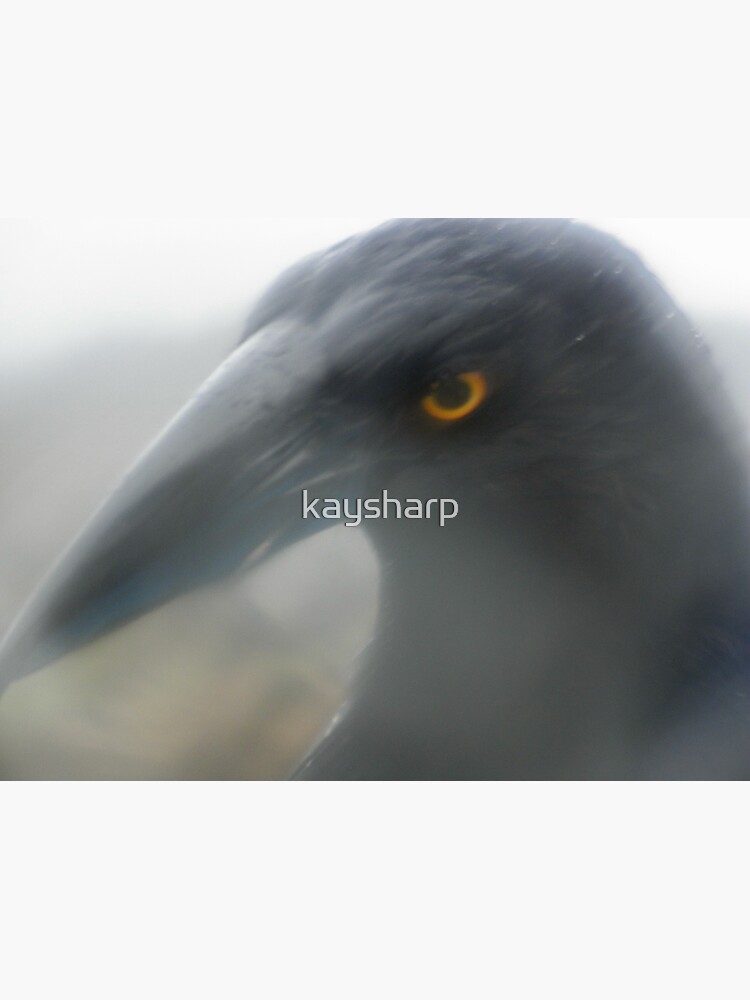 "Currawong in the Rain, Cradle Mountain, Tasmania, Australia." Sticker ...