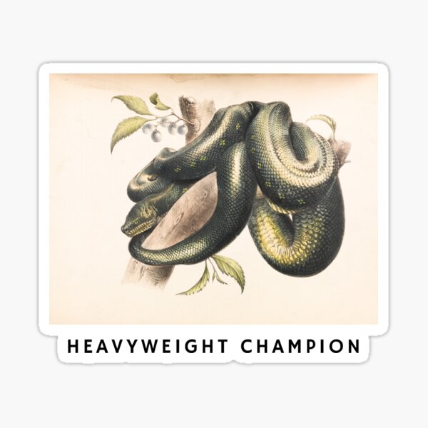 "Heavyweight Champion Anaconda snake design" Sticker for Sale by ...
