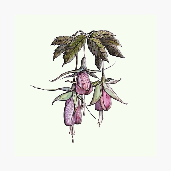 " branches pink and purple fuchsia.Hand draw ink and pen, Watercolor ...