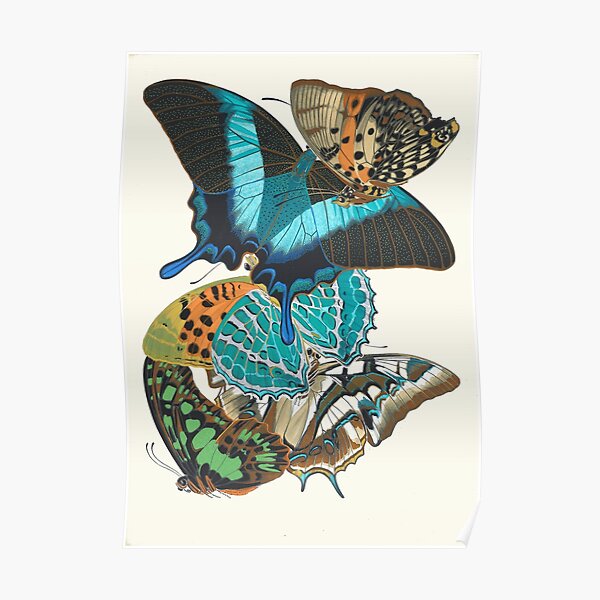 Papillons Posters | Redbubble