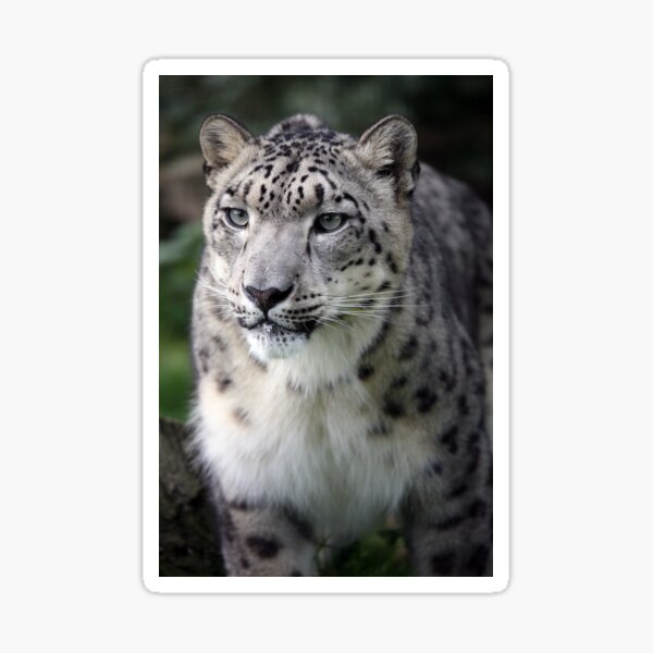 "Snow Leopard" Sticker for Sale by David Tovey | Redbubble