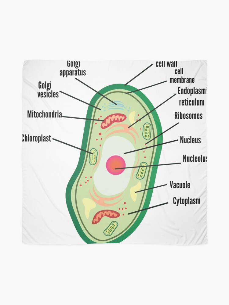 "poster anatomy of plant cell helpful for education | plant Cell ...