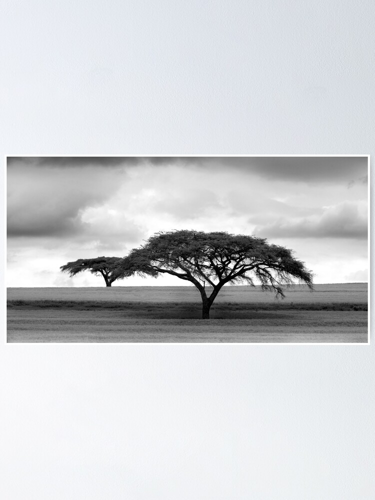 "Acacia Tree" Poster by jorgellovetbcn | Redbubble