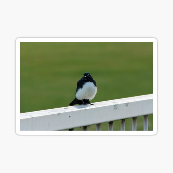 "Willie Wagtail Bird. " Sticker for Sale by Cordillera | Redbubble
