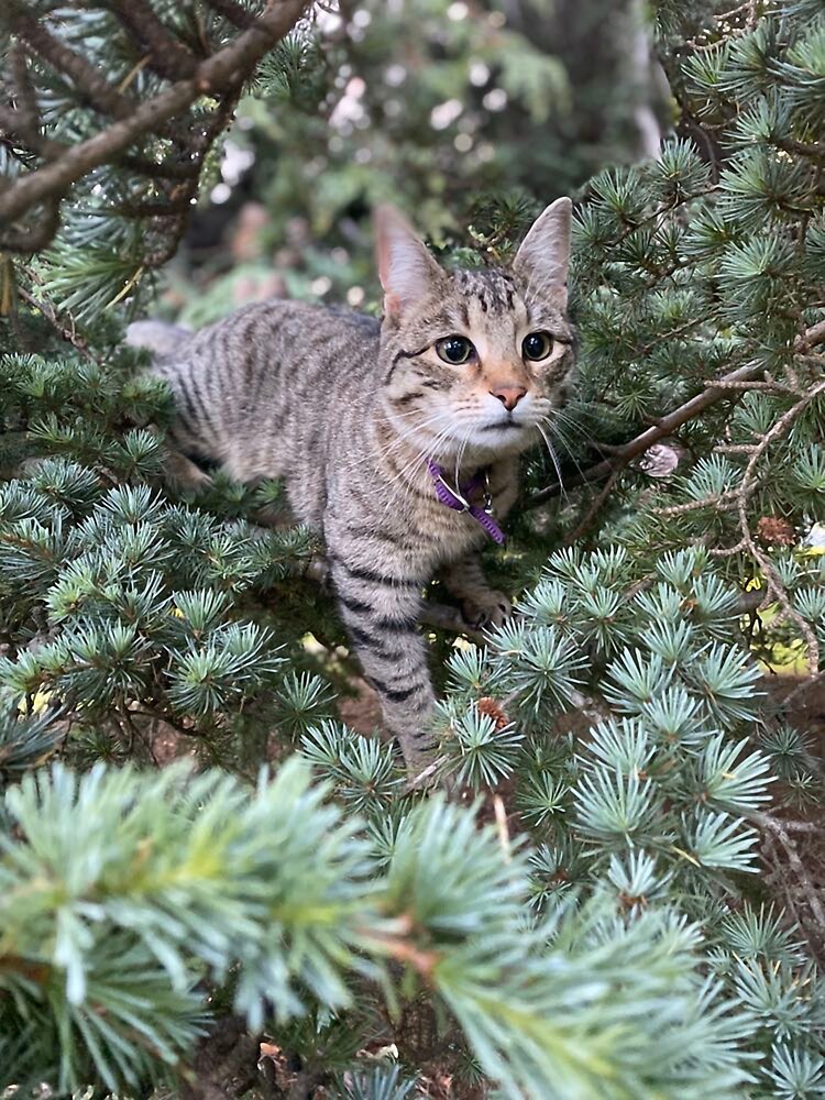 "Exploring Kitten" Sticker by WildPenDesign | Redbubble