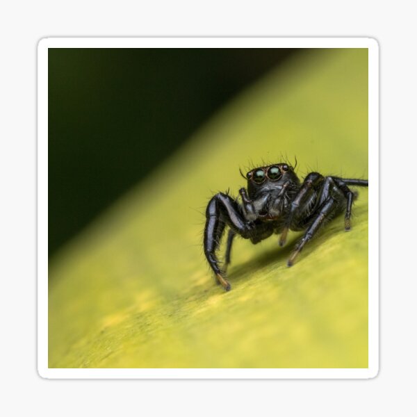 "Black spider" Sticker for Sale by angieanguk | Redbubble