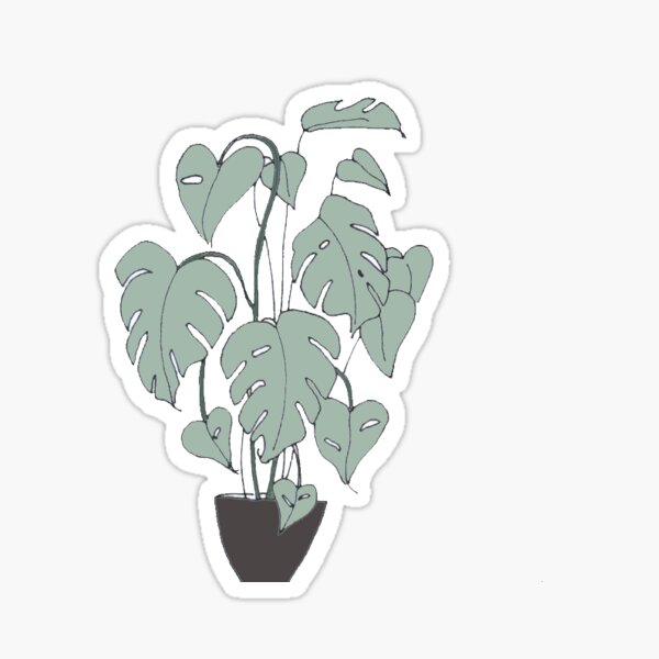 "Cheese Plant Sticker" Sticker for Sale by laurenchin60 | Redbubble