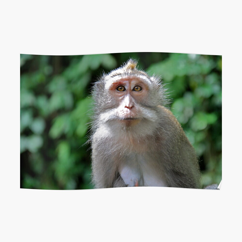 "Monkey Face" Poster by styles | Redbubble
