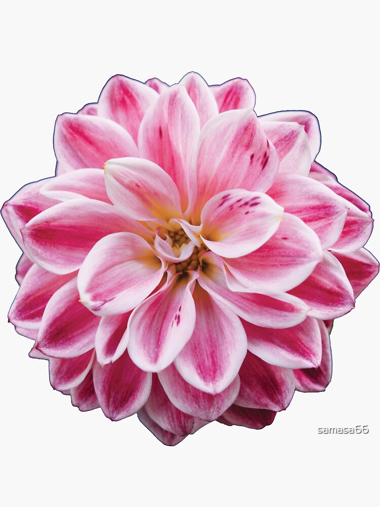 "Realistic pink flower rose" Sticker for Sale by samasa66 | Redbubble
