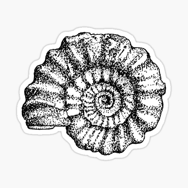 "Ammonite Fossil Scientific Illustration" Sticker for Sale by ...