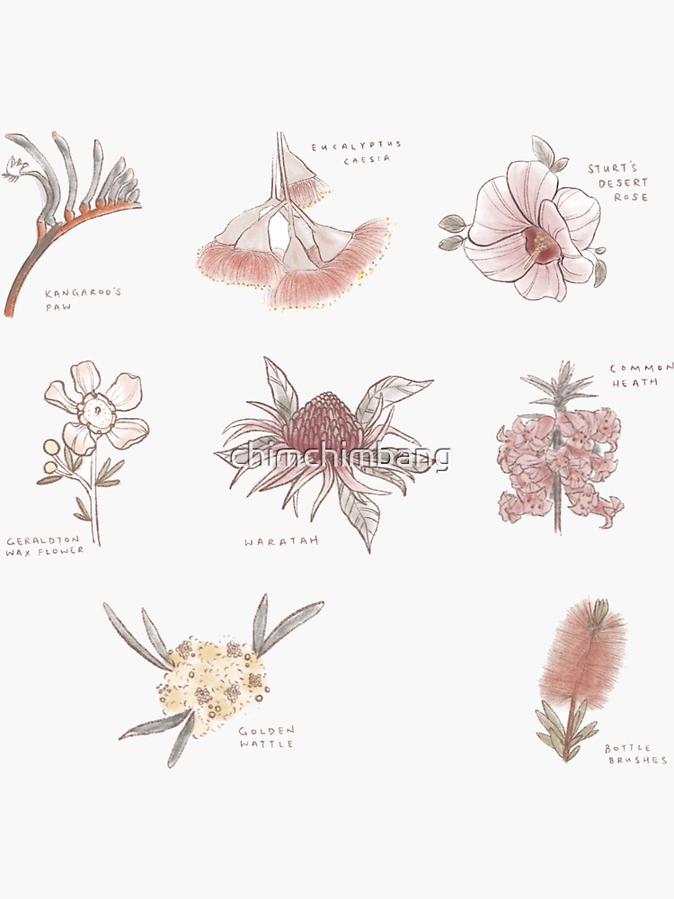 "native australian flowers" Sticker for Sale by chimchimbang | Redbubble