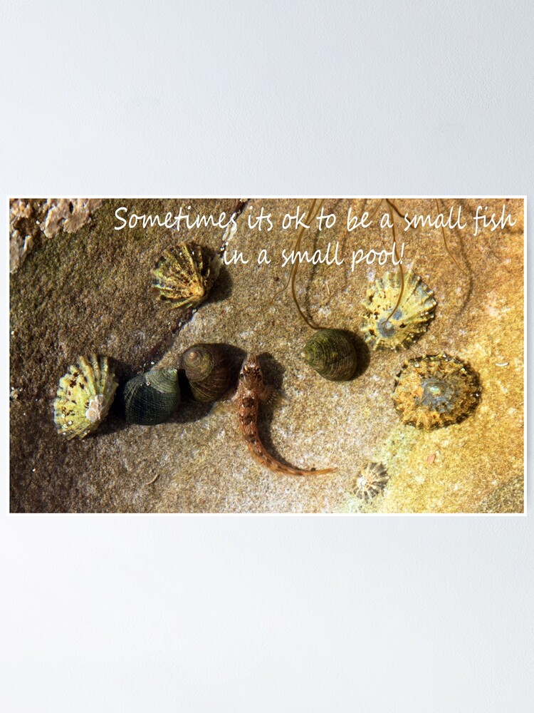 "Small Fish, Small Pool" Poster by beavo | Redbubble