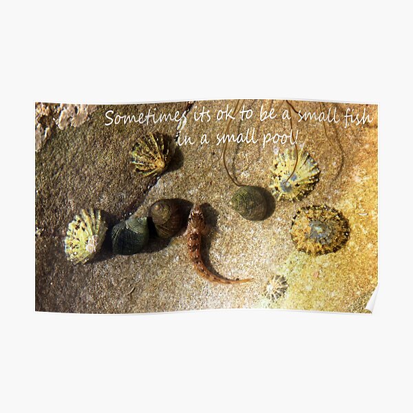 "Small Fish, Small Pool" Poster by beavo | Redbubble