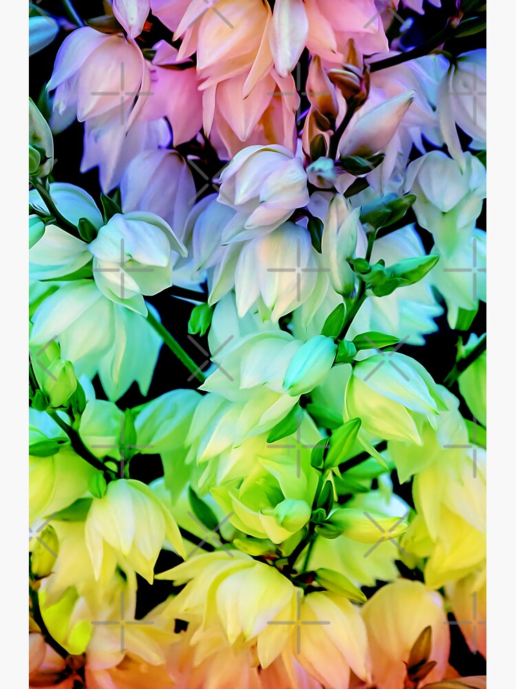 "Rainbow artistic rendering of Yucca" Sticker by PhotoCaptures | Redbubble