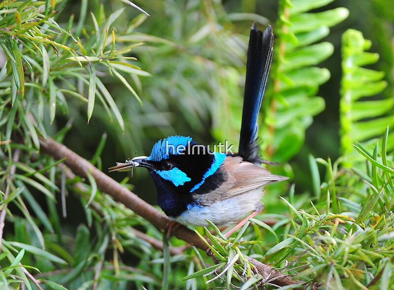 "SUPERB FAIRY WREN Marlo Vic." by helmutk | Redbubble