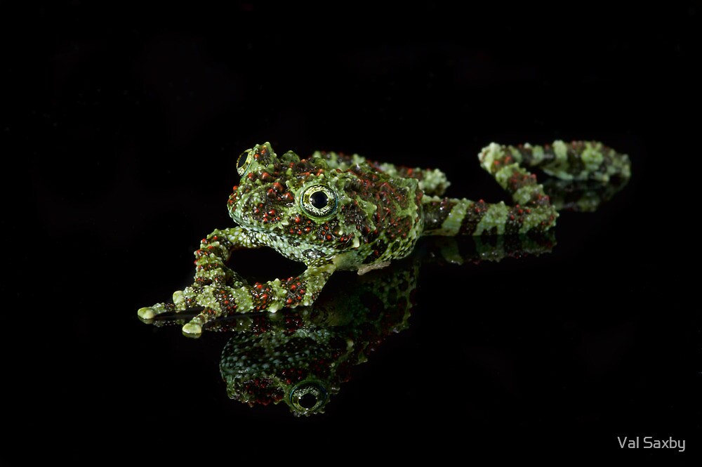 "Vietnamese Mossy Frog" by Val Saxby | Redbubble