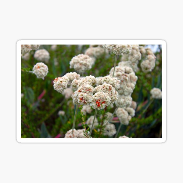 "Blossom " Sticker for Sale by equilibrio | Redbubble