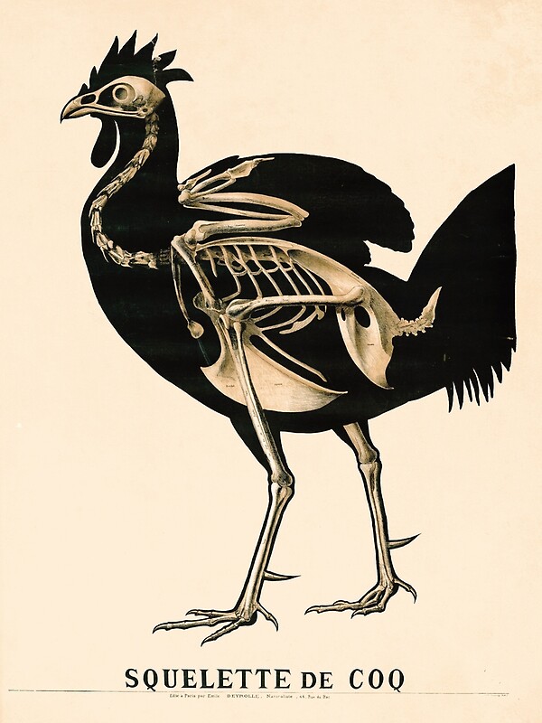 "Vintage French zoological board - Rooster skeleton" by DejaVuStudio ...