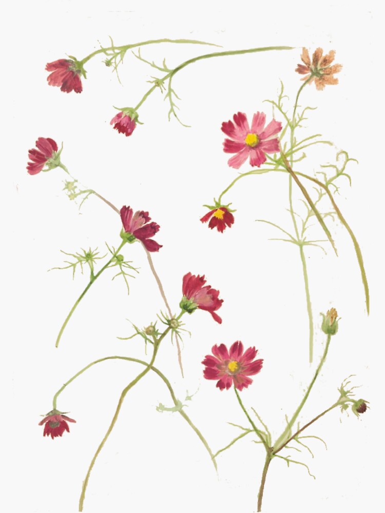 "Cosmos Flowers" Sticker for Sale by AbnormalDesign | Redbubble