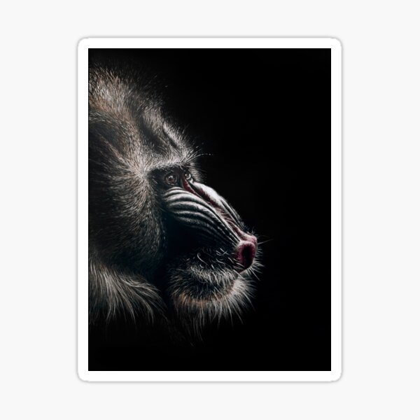 "Baboon Pencil Drawing" Sticker for Sale by Pictoroom | Redbubble