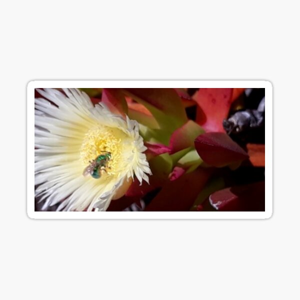 "Pollinator" Sticker for Sale by craftsbydaphy | Redbubble