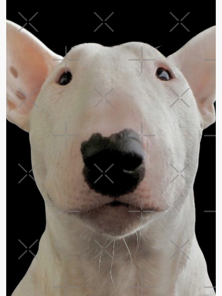 Cuaderno de espiral «perro pana walter» de FoxStyle | Redbubble