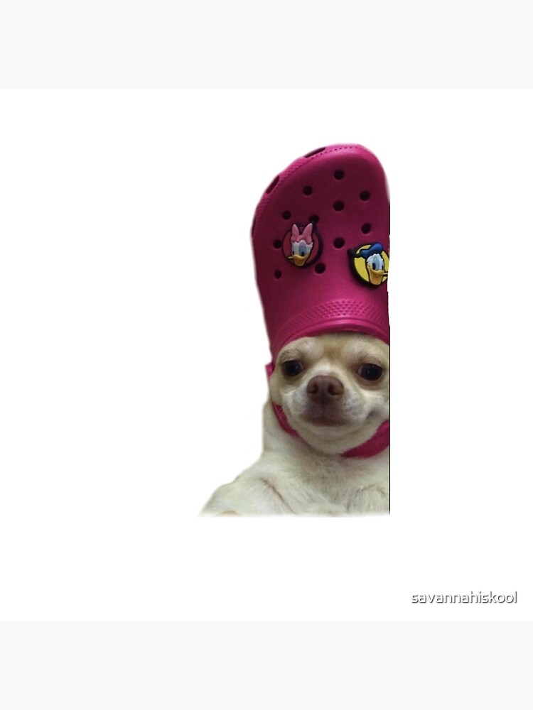 "dog with croc on head " Poster by savannahiskool | Redbubble