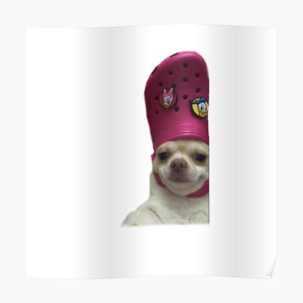 "dog with croc on head " Poster by savannahiskool | Redbubble