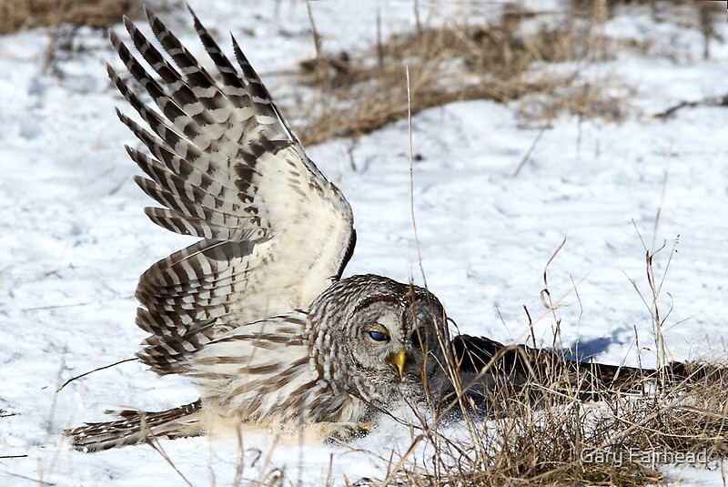 "Sliding Home / Barred Owl" by Gary Fairhead | Redbubble
