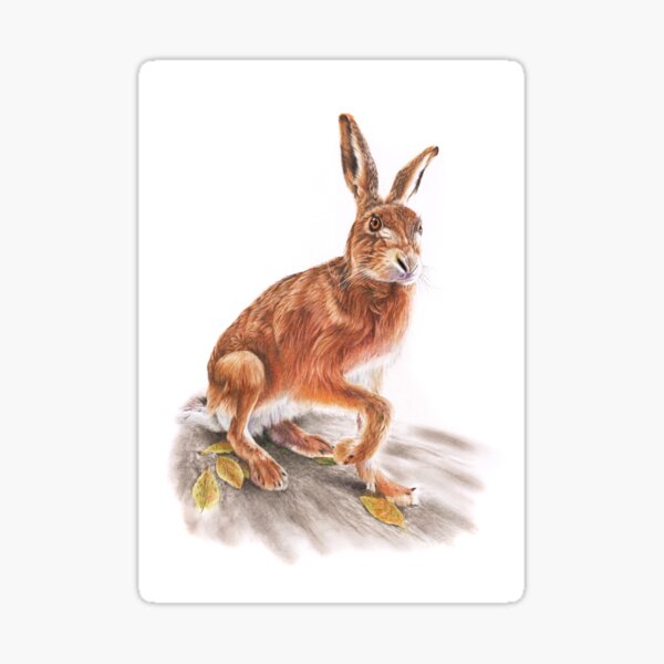 "Brown Hare" Sticker for Sale by Mightyfineart | Redbubble