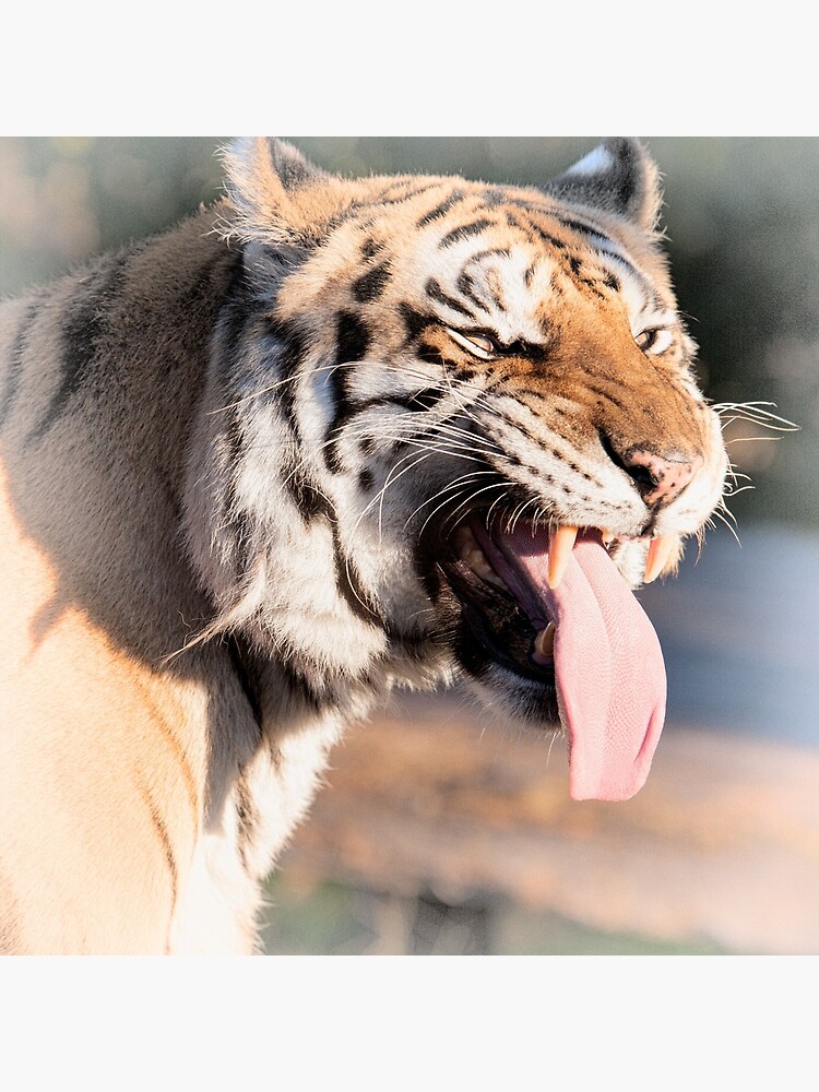 "Stinky Face Tiger!" Poster by fotofusion | Redbubble