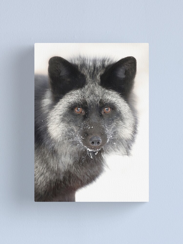 "Silver Fox closeup" Canvas Print by darby8 | Redbubble