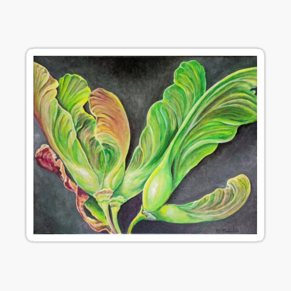 "Maple Seeds Closeup Painting" Sticker for Sale by dragonbee | Redbubble