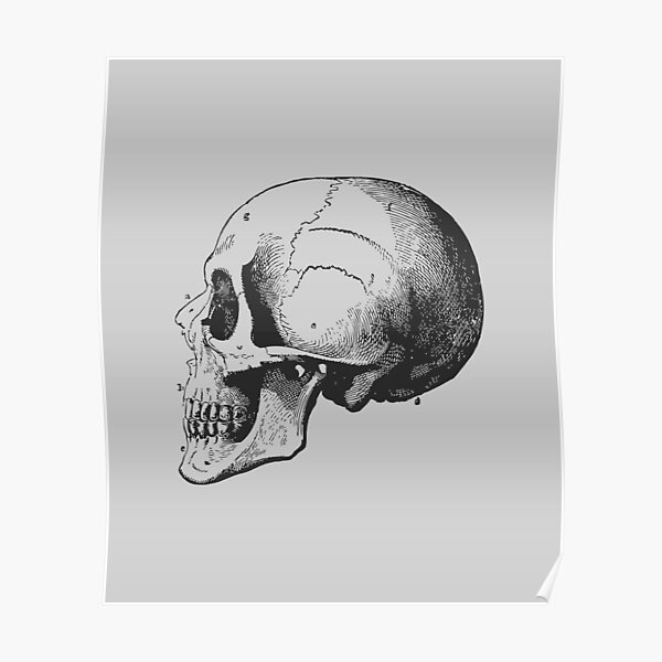 "anatomical skull" Poster for Sale by ThrowBack-Clot | Redbubble