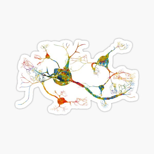 "Neurons and nervous system" Sticker by erzebetth | Redbubble
