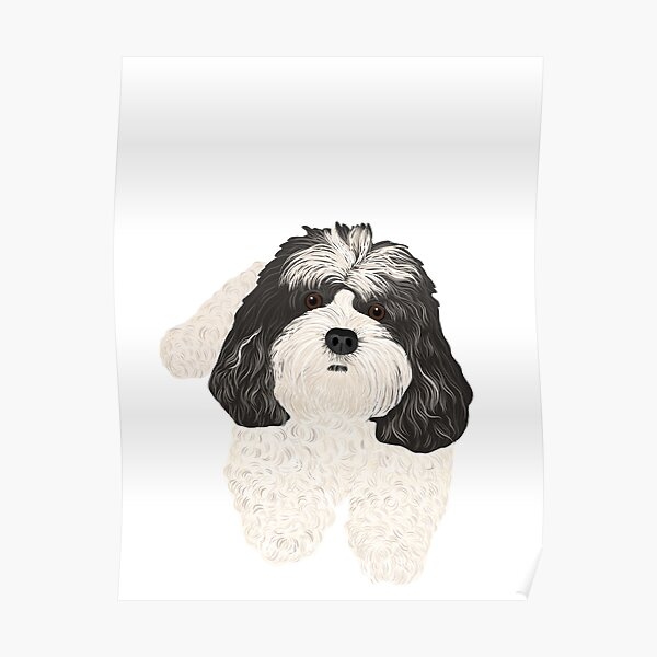 "Cavachon Illustration" Poster by pgmdesigns | Redbubble