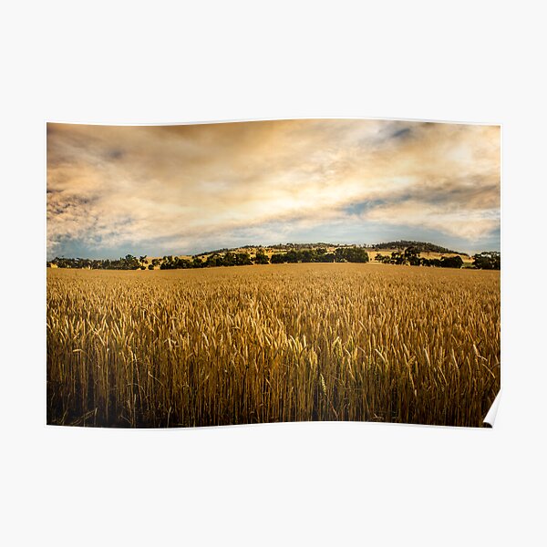 "wheat farm" Poster by ketutsuwitra | Redbubble