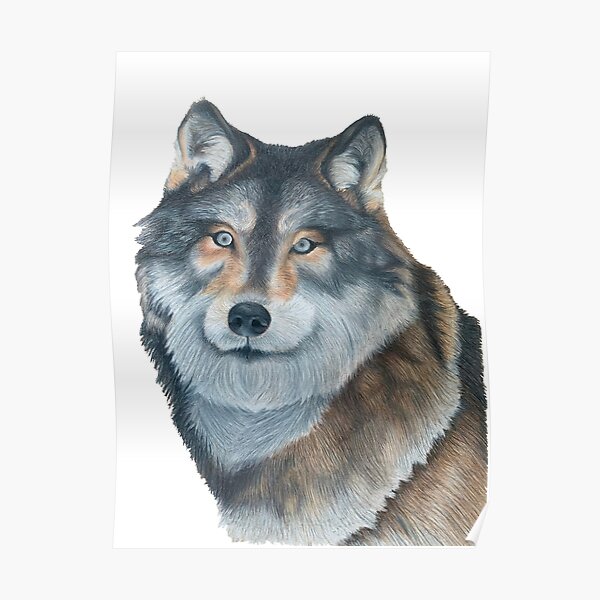 "Grey wolf face drawing " Poster for Sale by annalisescholes | Redbubble
