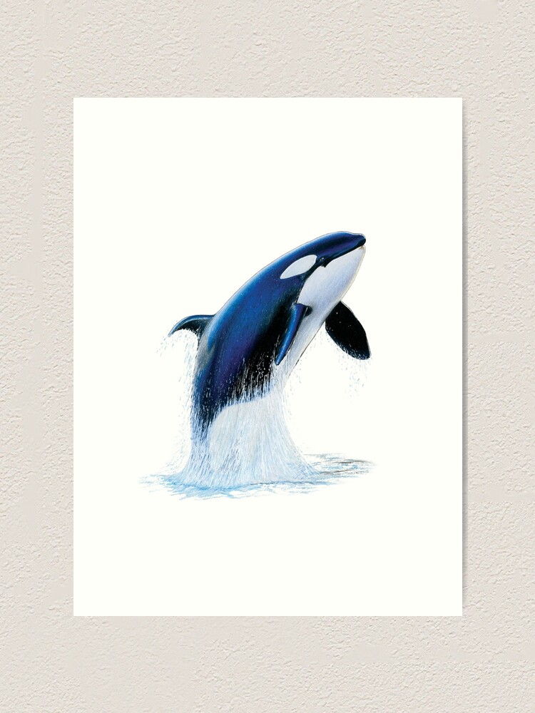 "Freya the Killer Whale "ORCAS" " Art Print by ArtyOrca | Redbubble