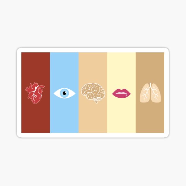 "Human Body Minimalism" Sticker by ClaireCrisci | Redbubble