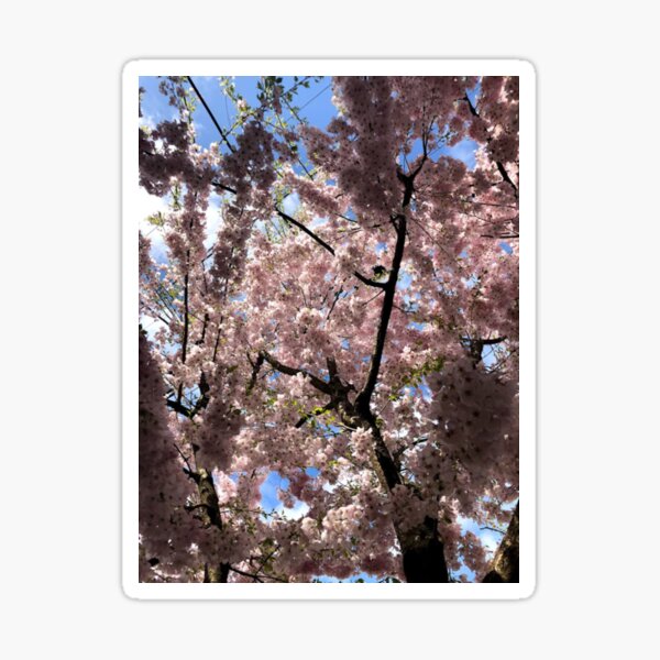 "cherry blossom tree" Sticker by Annesmusic | Redbubble
