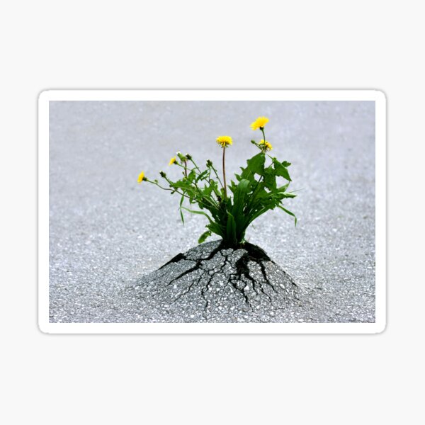 "Hope, Nature and the Miracle of Persistence!" Sticker for Sale by ...