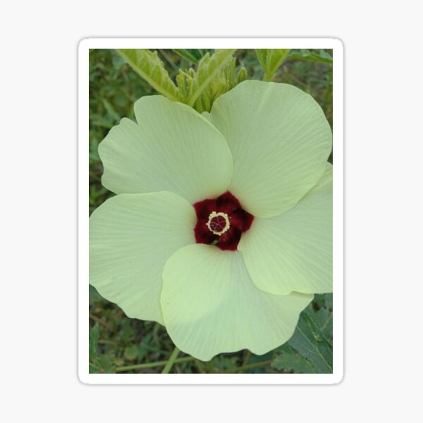 " Okra flowers all designing " Sticker for Sale by Islam047 | Redbubble