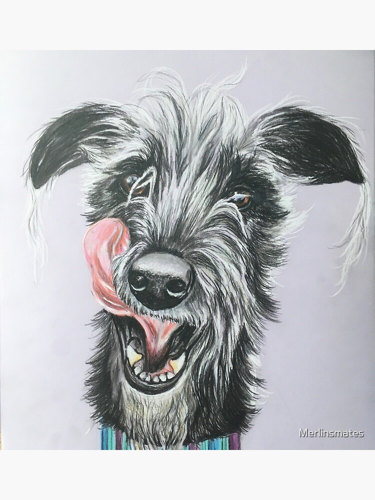 "Cheeky scruffy Lurcher" Art Print by Merlinsmates | Redbubble