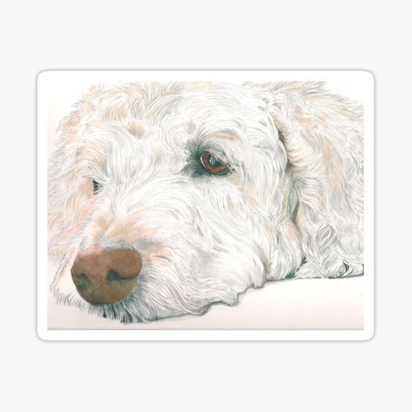 "Sleepy Labradoodle" Sticker for Sale by yvonnecarter | Redbubble