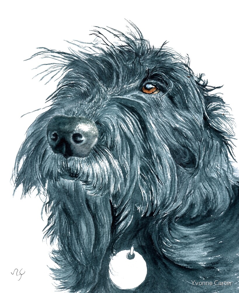 "Black Labradoodle" by Yvonne Carter | Redbubble
