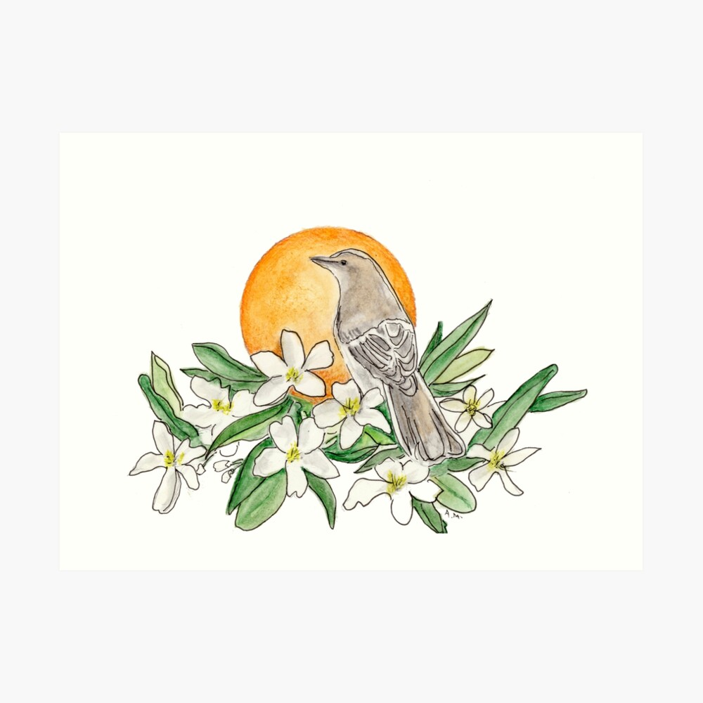 Florida State Bird Drawing Florida State Bird And Flower C Canvas