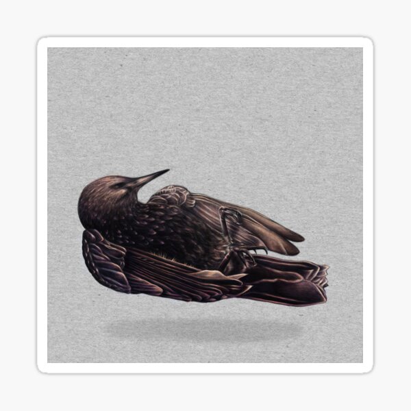 "NIGHTBIRD (colour)" Sticker by Ehizellbob | Redbubble