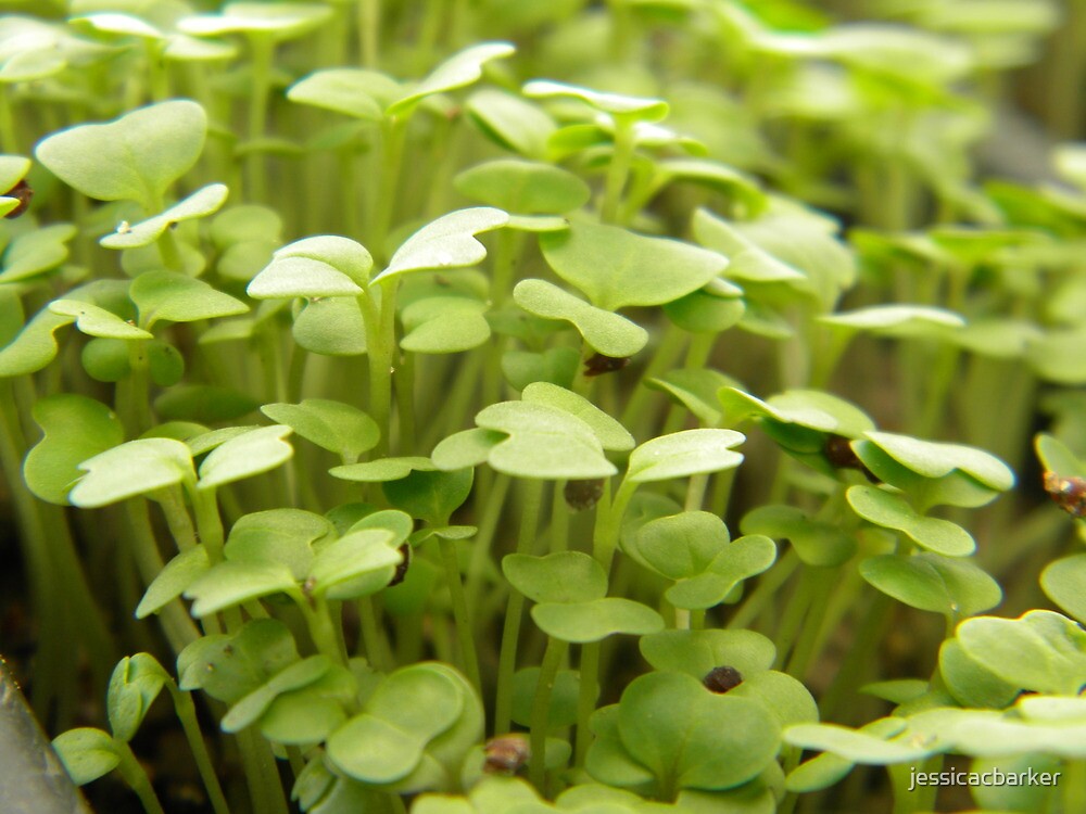 "Microgreens 01" by jessicacbarker | Redbubble