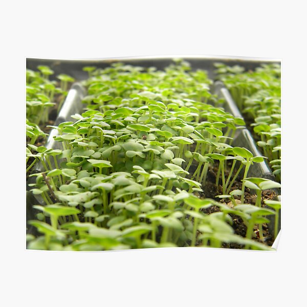 Microgreens Gifts & Merchandise | Redbubble